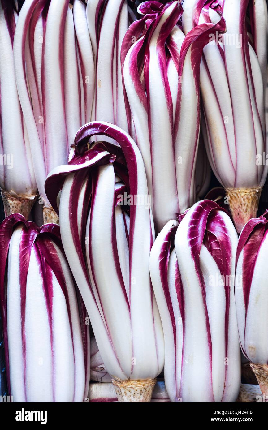 fresh radicchio, Italian chicory, minimal dark photo Stock Photo - Alamy