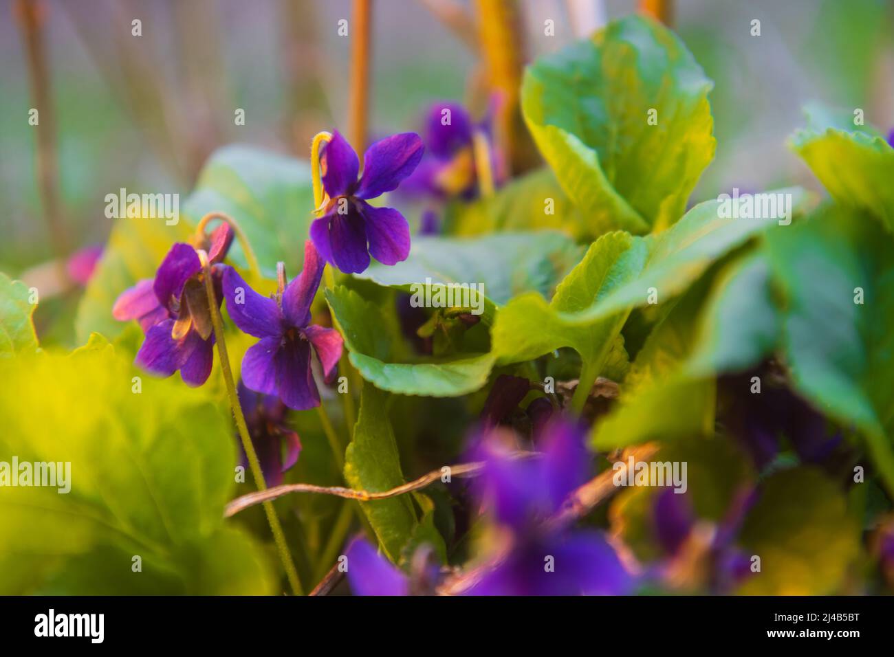 Pleasant vivid hi-res stock photography and images - Alamy