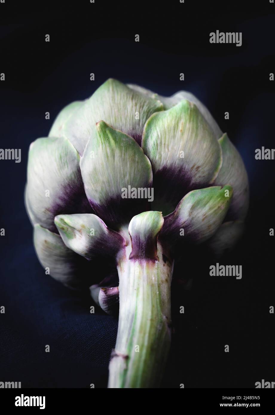 Fresh artichoke head ingredient portrait Stock Photo - Alamy