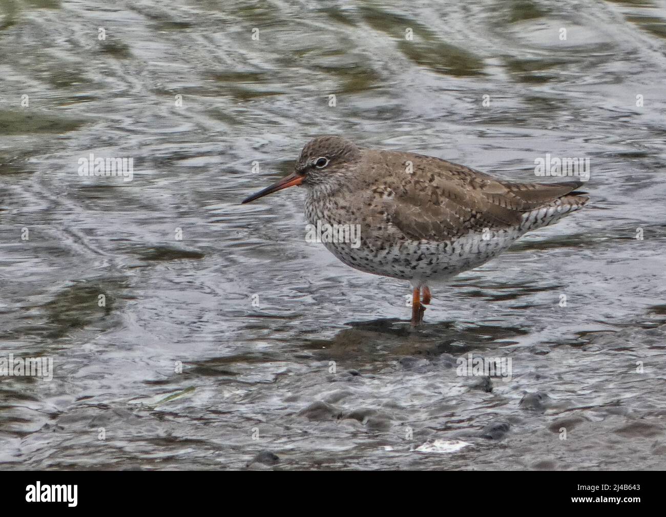 Redshank in water hi-res stock photography and images - Alamy