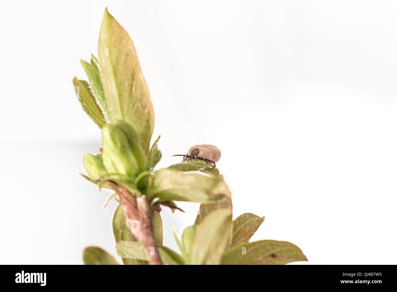 A tick, a blood-drinking parasite. A full, large parasite on a twig. A ...