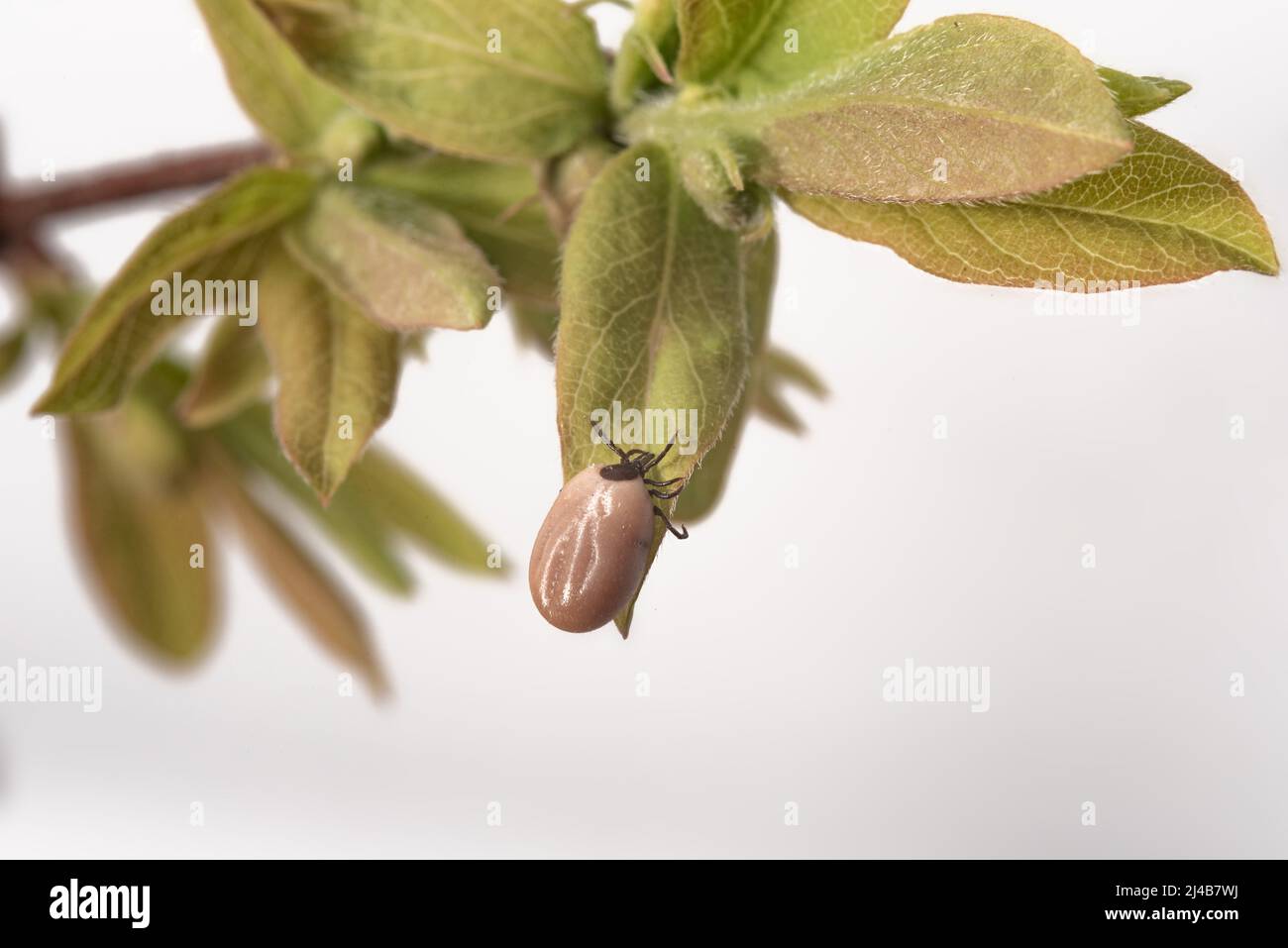 A tick, a blood-drinking parasite. A full, large parasite on a twig. A ...