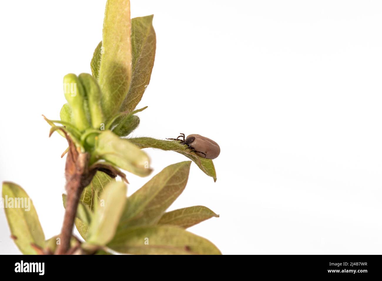 A tick, a blood-drinking parasite. A full, large parasite on a twig. A ...