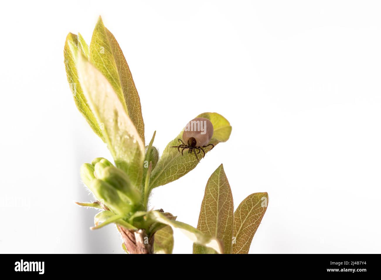 A tick, a blood-drinking parasite. A full, large parasite on a twig. A ...