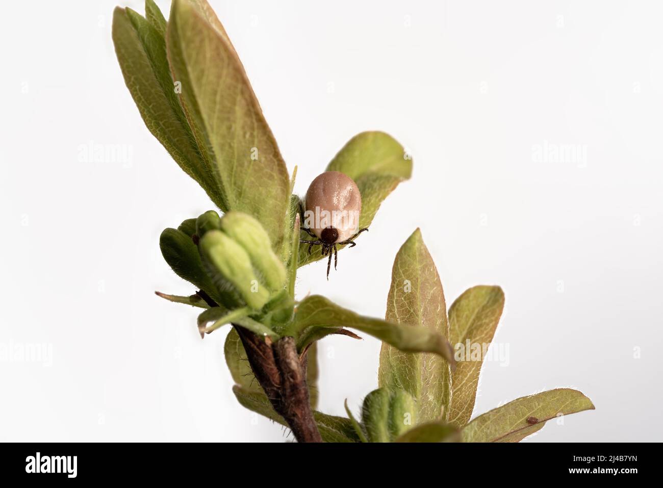 A tick, a blood-drinking parasite. A full, large parasite on a twig. A ...