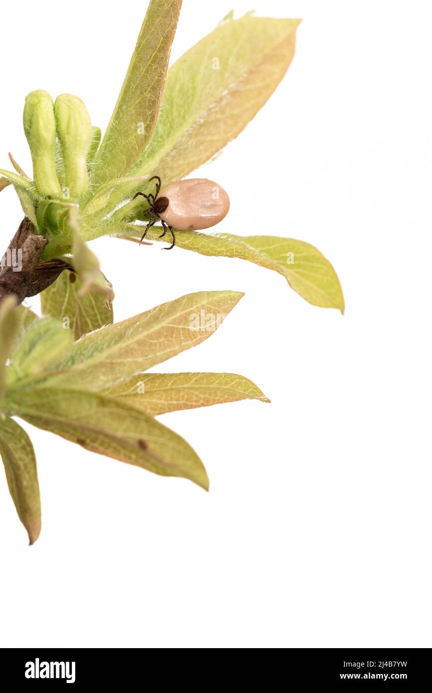 A tick, a blood-drinking parasite. A full, large parasite on a twig. A ...