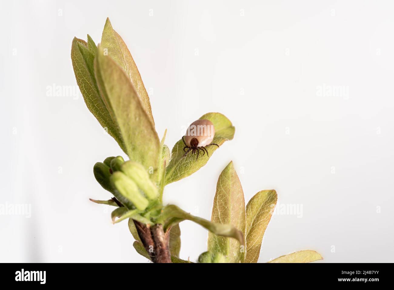 A tick, a blood-drinking parasite. A full, large parasite on a twig. A ...