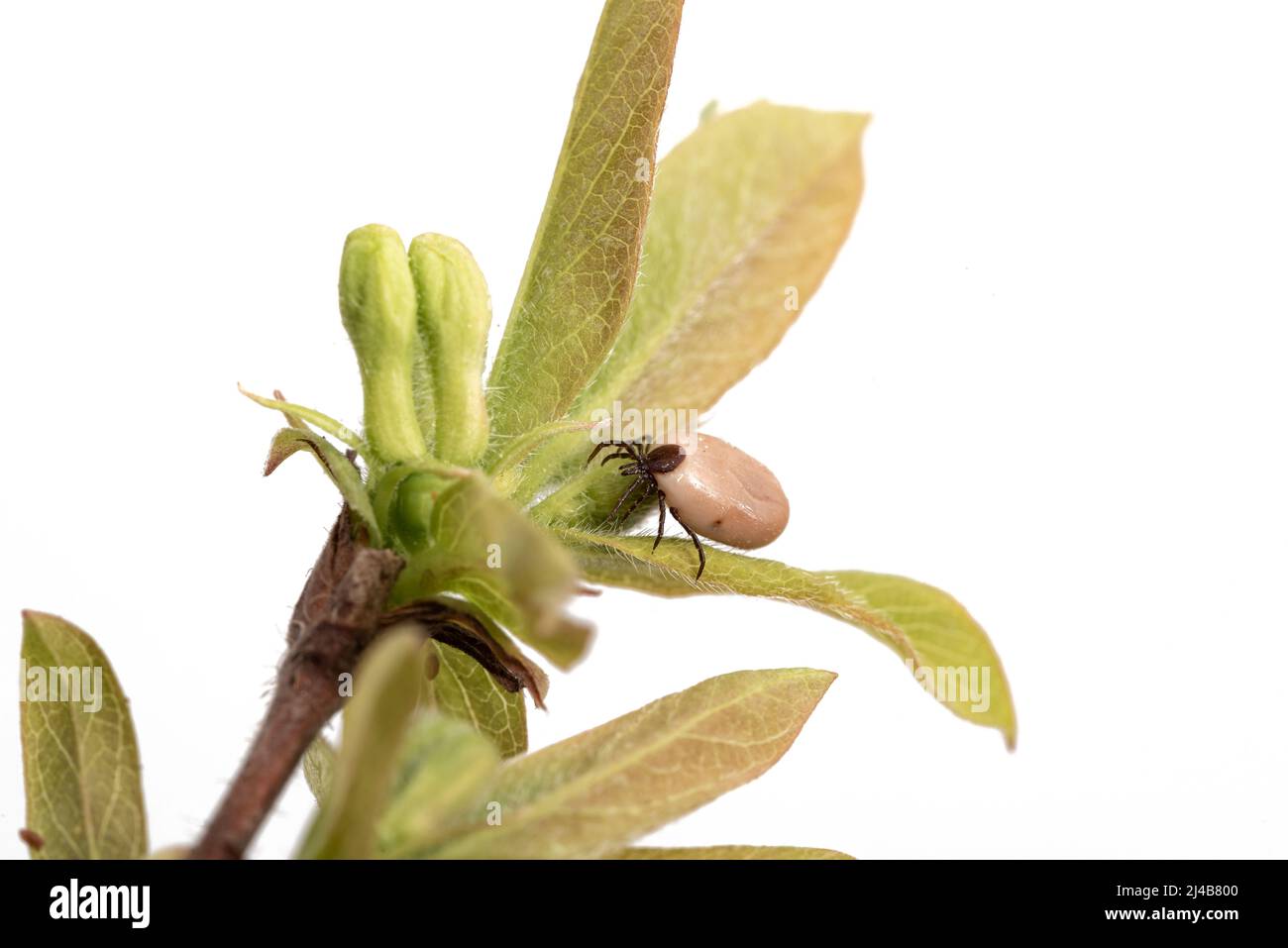 A tick, a blood-drinking parasite. A full, large parasite on a twig. A ...