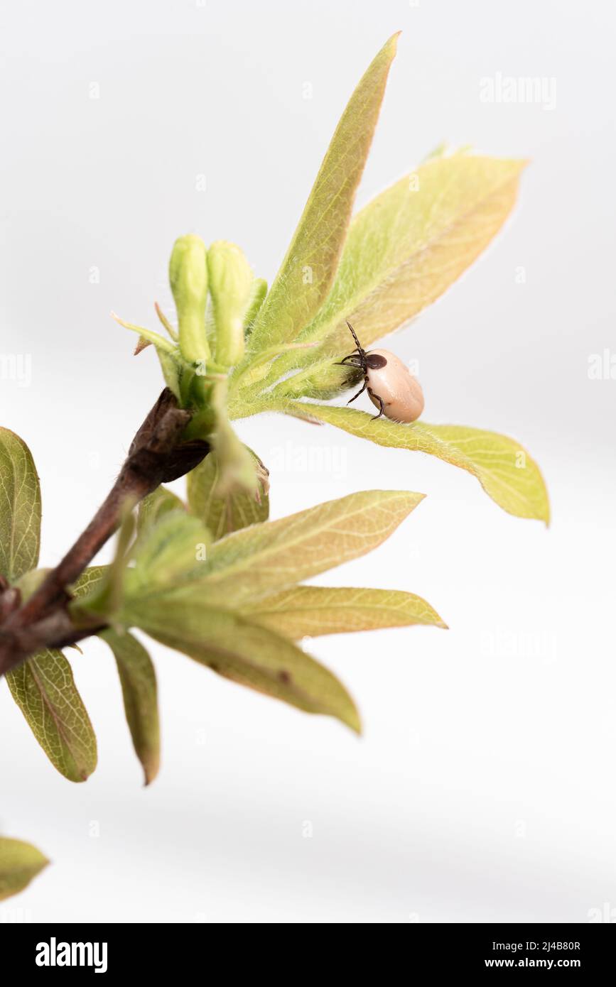 A tick, a blood-drinking parasite. A full, large parasite on a twig. A ...