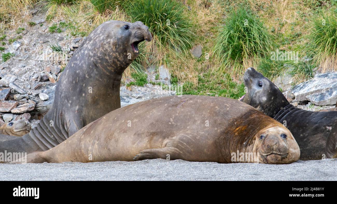 South Georgia, Moltke Harbour. Male Southern elephant seals (Mirounga ...