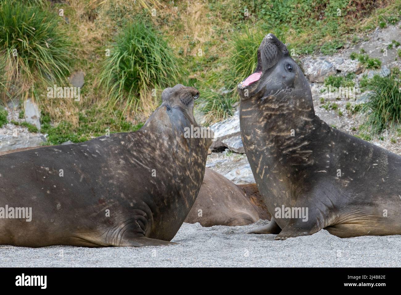 South Georgia, Moltke Harbour. Male Southern elephant seals (Mirounga ...