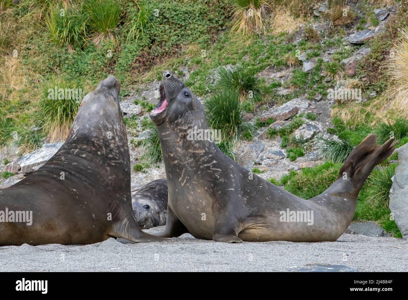 South Georgia, Moltke Harbour. Male Southern elephant seals (Mirounga ...