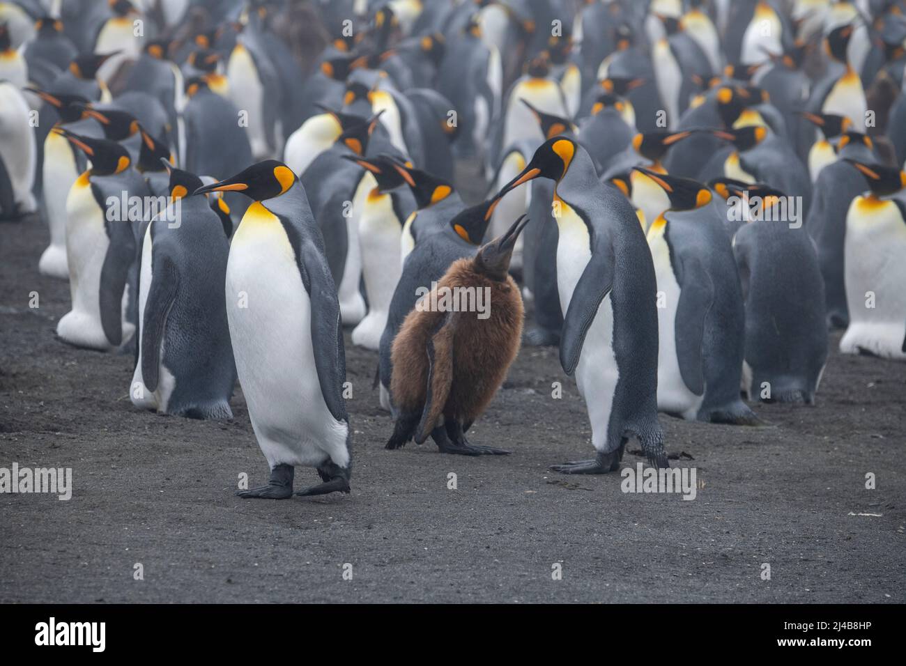 South Georgia, Gold Harbour. King penguin (Aptenodytes patagonica ...