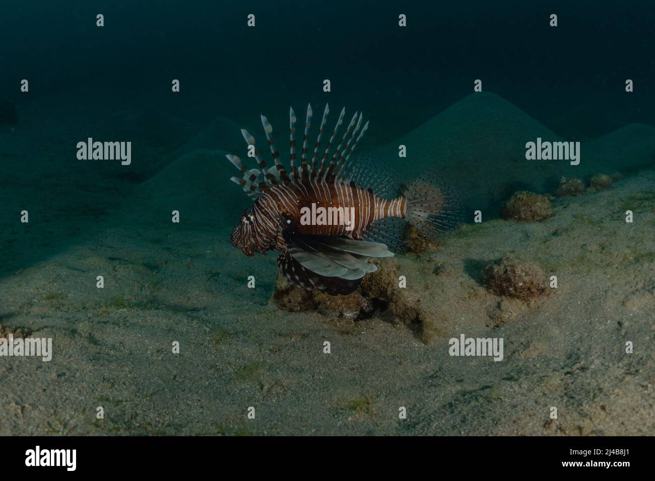 Lion fish in the Red Sea colorful fish, Eilat Israel Stock Photo - Alamy