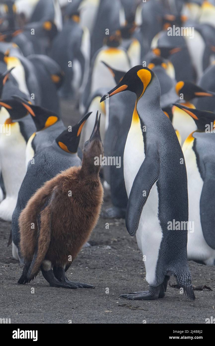 South Georgia, Gold Harbour. King penguin (Aptenodytes patagonica ...