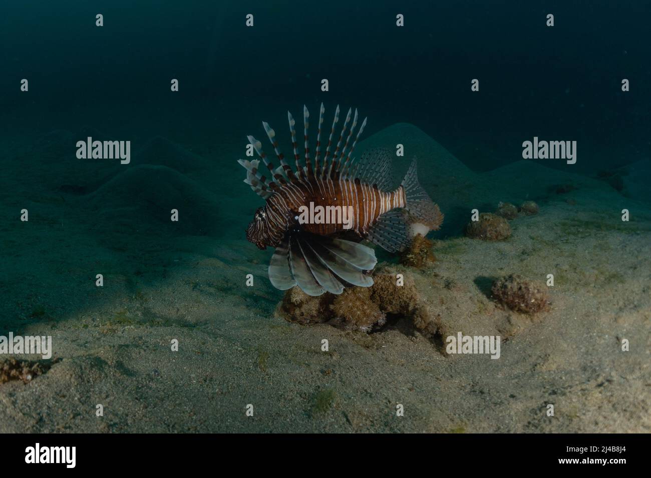 Lion fish in the Red Sea colorful fish, Eilat Israel Stock Photo - Alamy