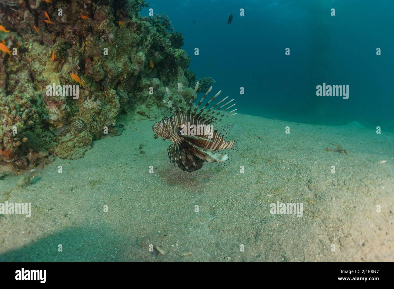 Lion fish in the Red Sea colorful fish, Eilat Israel Stock Photo - Alamy