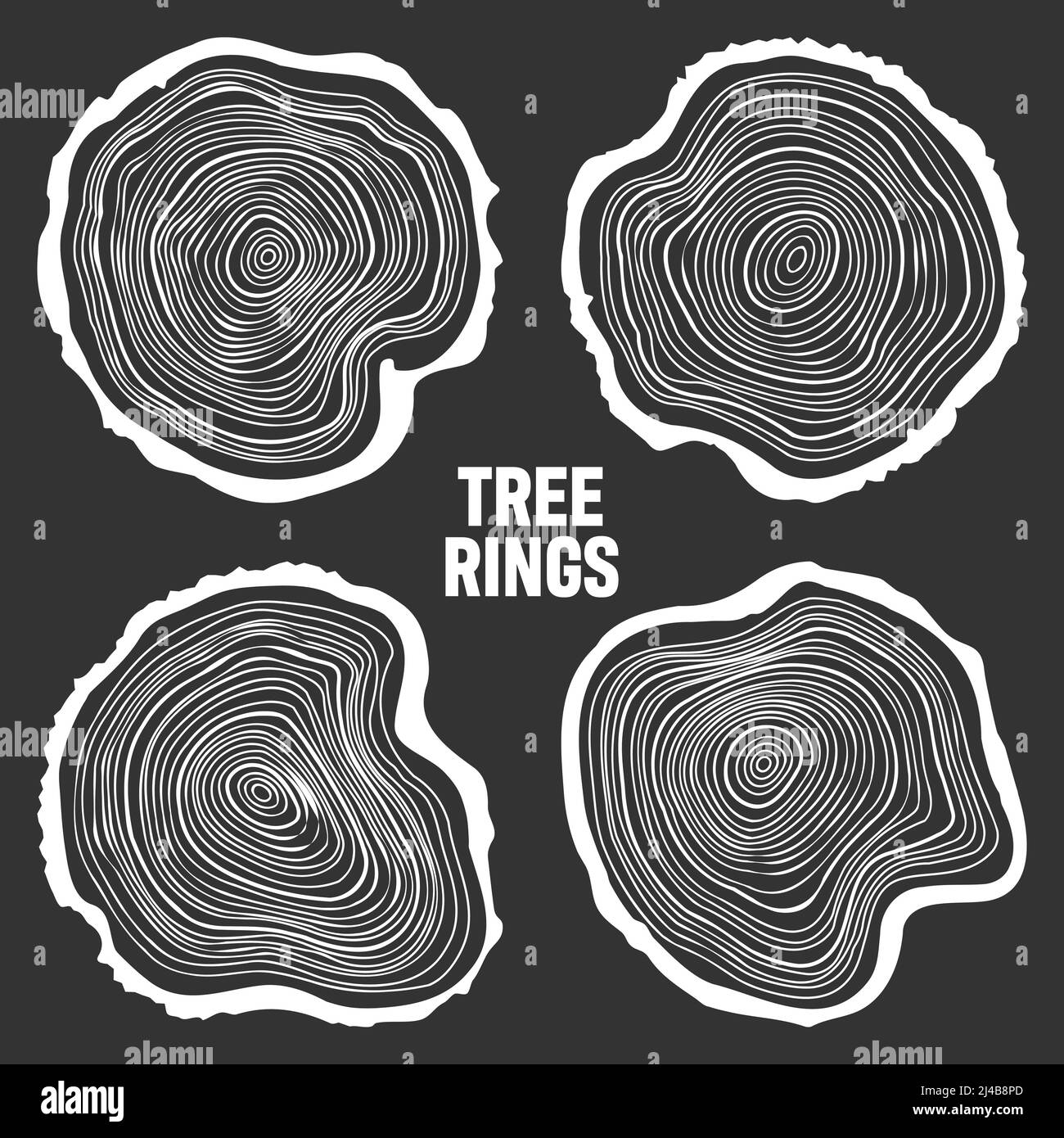 White round tree trunk cuts, sawn pine or oak slices, lumber. Saw cut ...