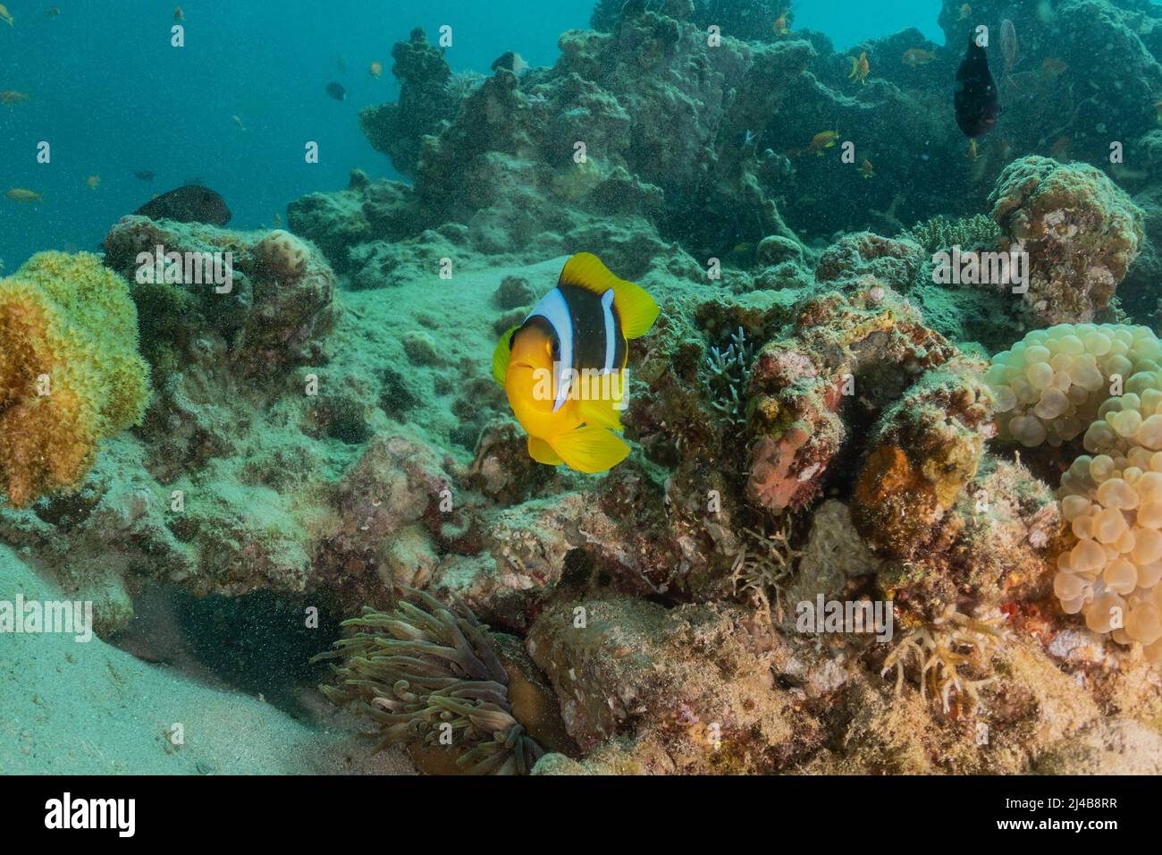 Fish swim in the Red Sea, colorful fish, Eilat Israel Stock Photo - Alamy