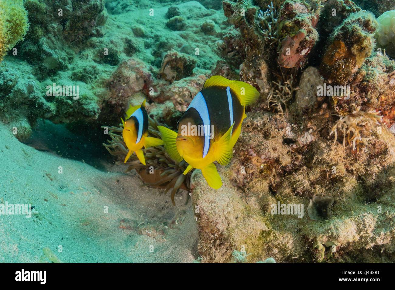 Fish swim in the Red Sea, colorful fish, Eilat Israel Stock Photo - Alamy