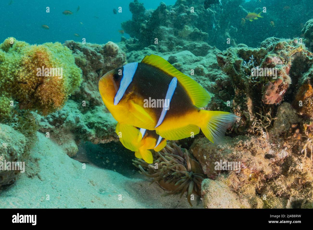 Fish swim in the Red Sea, colorful fish, Eilat Israel Stock Photo - Alamy