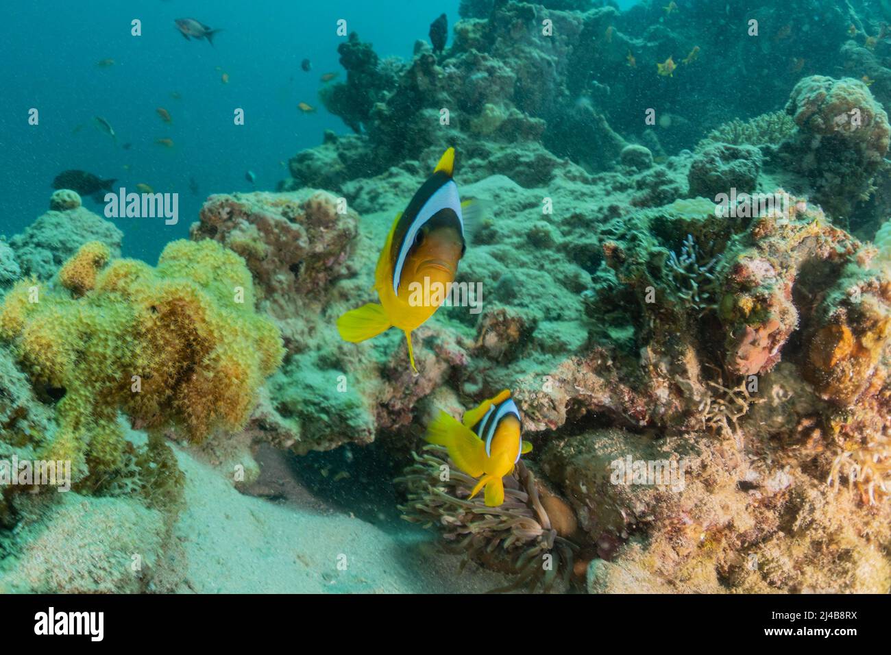 Fish swim in the Red Sea, colorful fish, Eilat Israel Stock Photo - Alamy