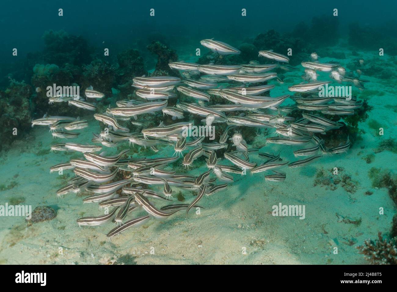 Fish swim in the Red Sea, colorful fish, Eilat Israel Stock Photo - Alamy