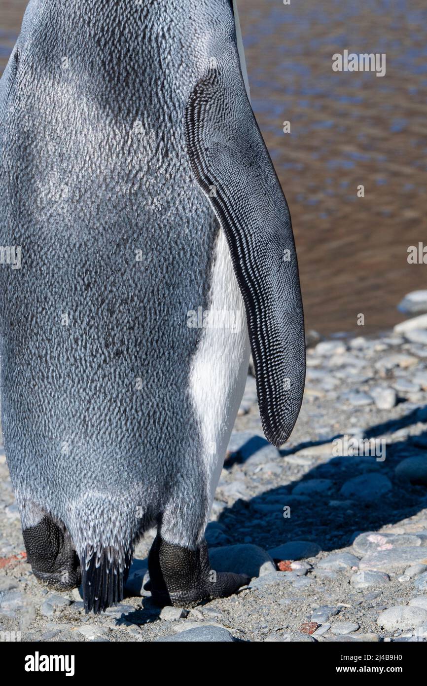 South Georgia, Fortuna Bay, Whistle Cove. King penguin, close up of ...