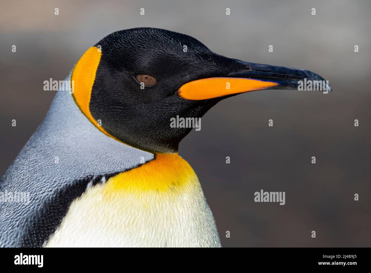 Penguin face hi-res stock photography and images - Alamy