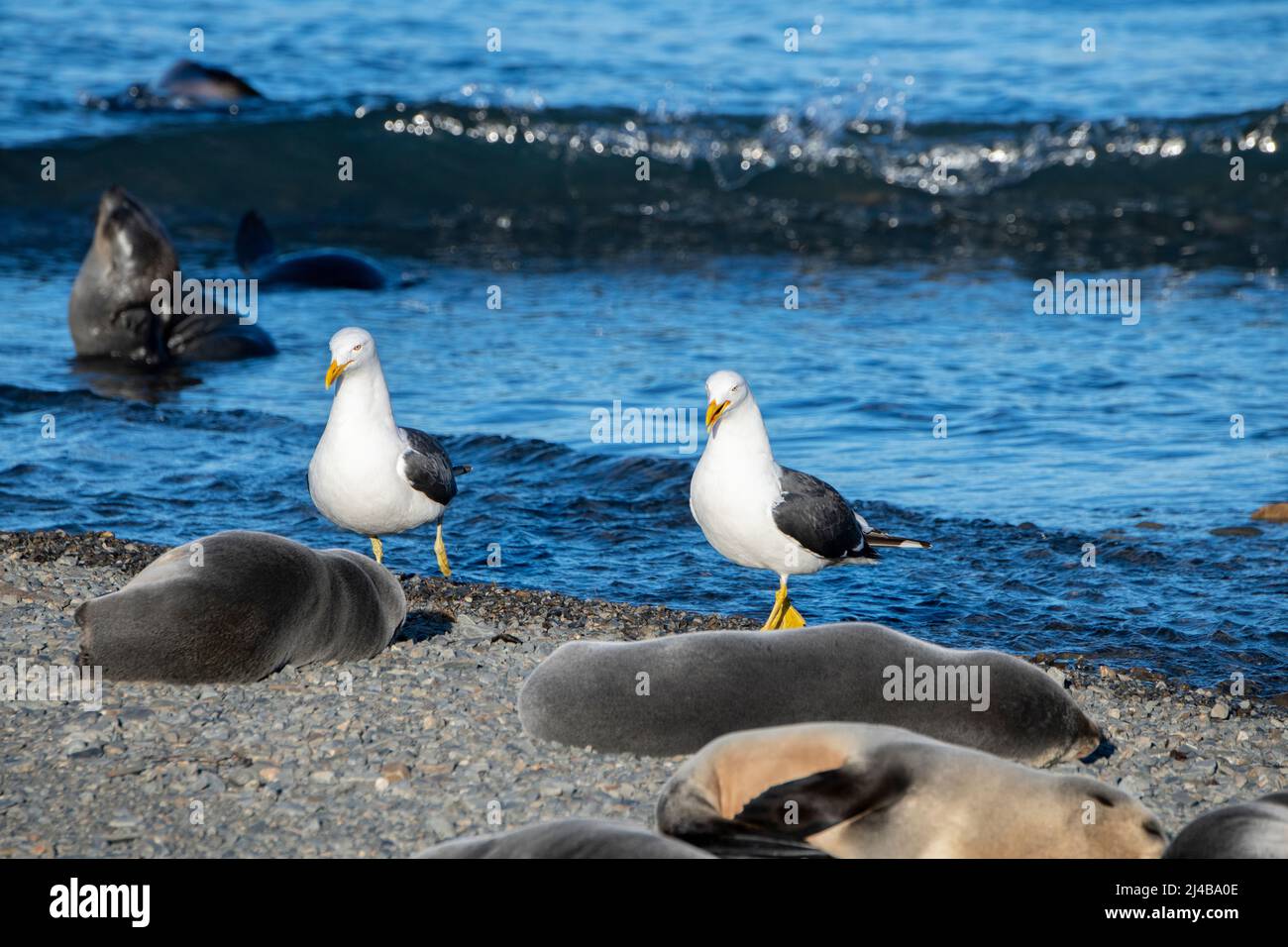 Mixed species seal hi-res stock photography and images - Alamy