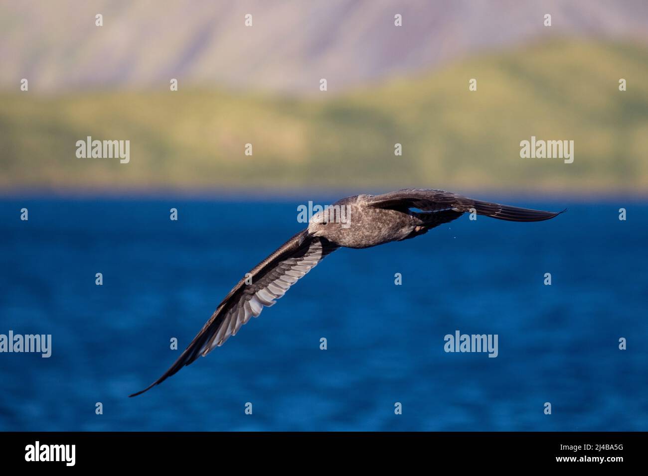 South Georgia, Stromness. Young Kelp gull (Larus dominicanus) in flight ...