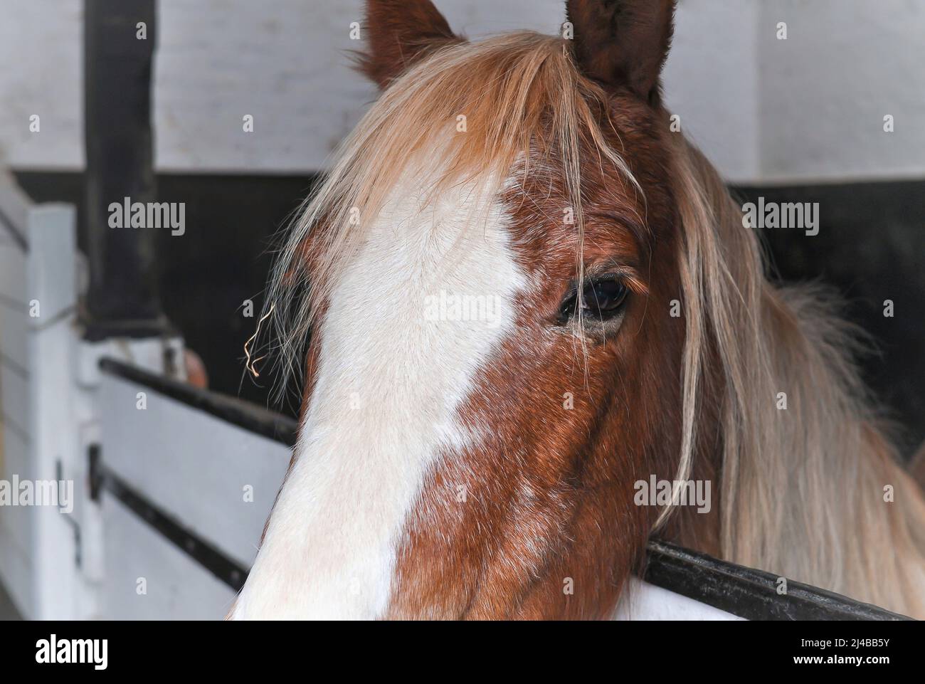 Ginger horses hi-res stock photography and images - Alamy