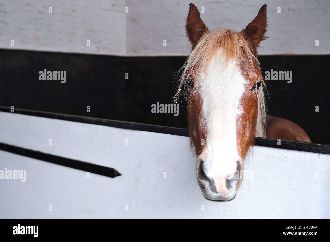 Ginger horses hi-res stock photography and images - Alamy