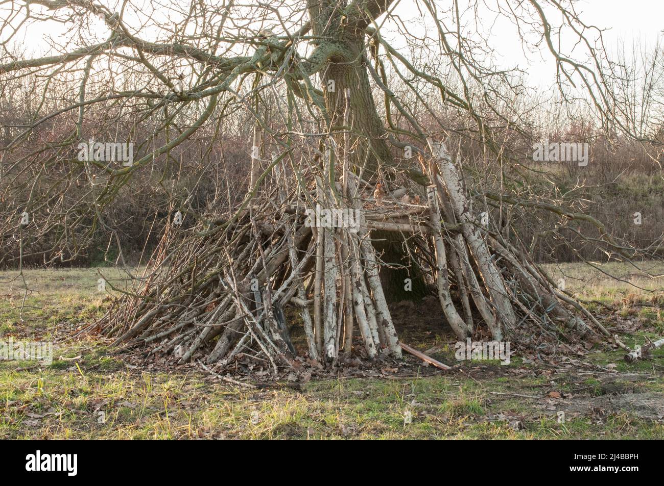 Selfmade treehouse under an oaktree Stock Photo - Alamy