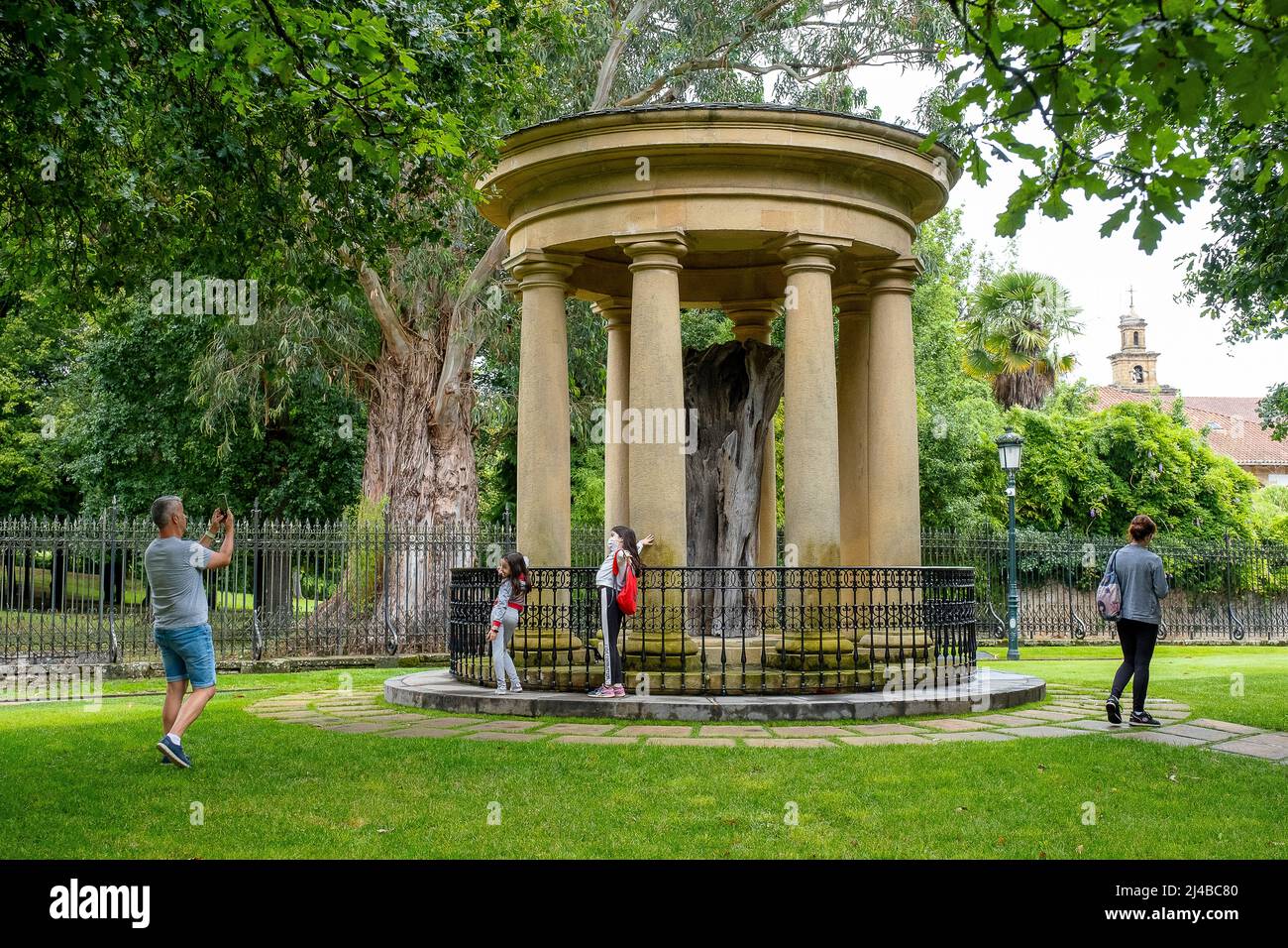 Guernica tree hi-res stock photography and images - Alamy
