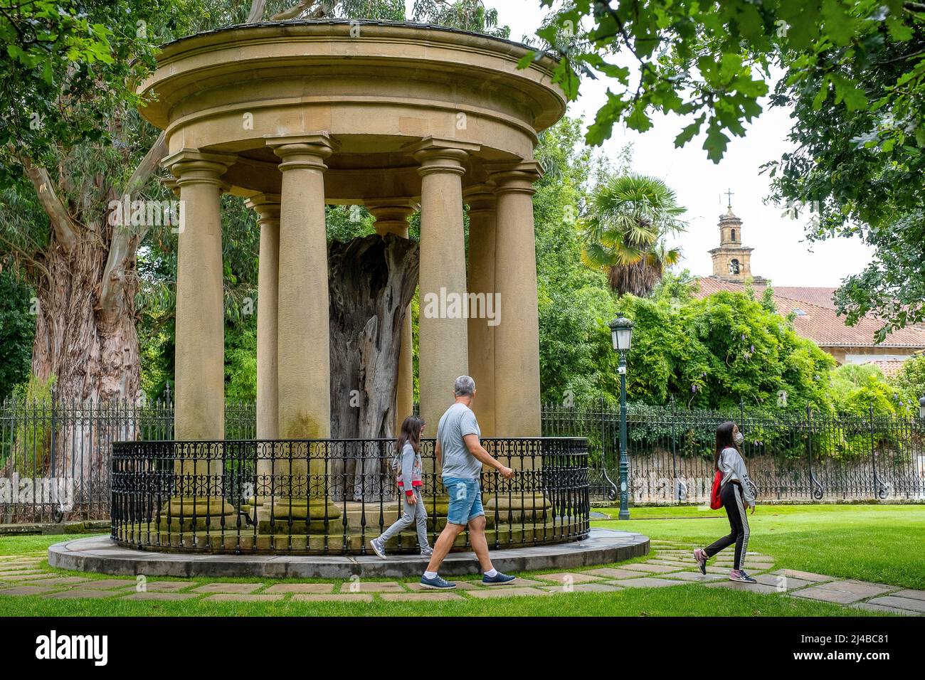 Guernica tree hi-res stock photography and images - Alamy
