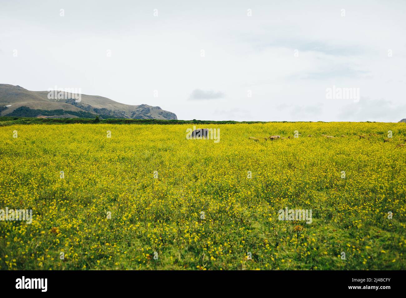 Cow eating flowers hi-res stock photography and images - Alamy