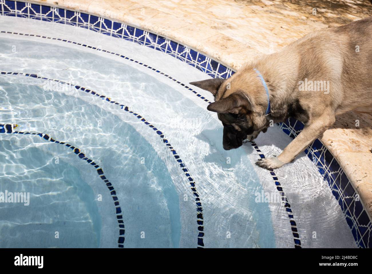 The dog wants to jump in swimming pool Stock Photo - Alamy