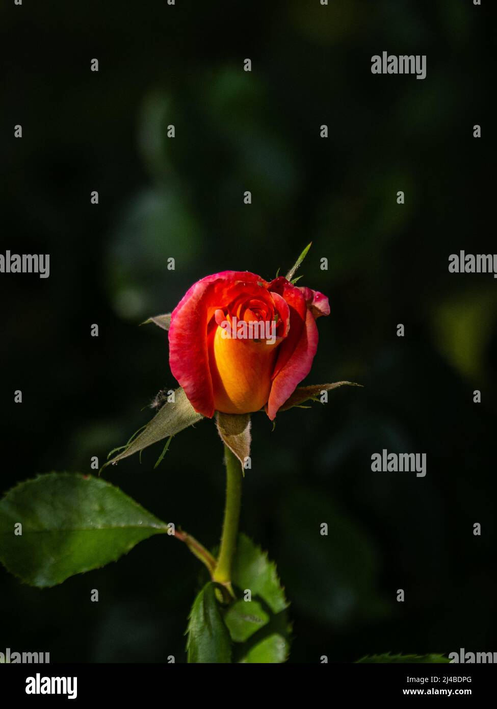 Josephs coat flower hi-res stock photography and images - Alamy