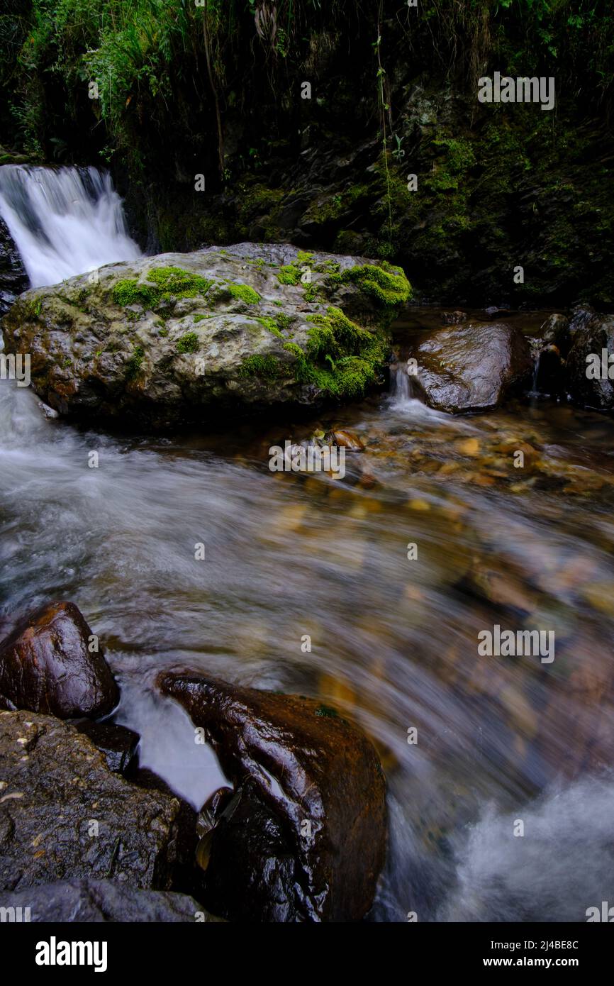 Beautiful landscape of inter-Andean forest where a stream of water runs ...