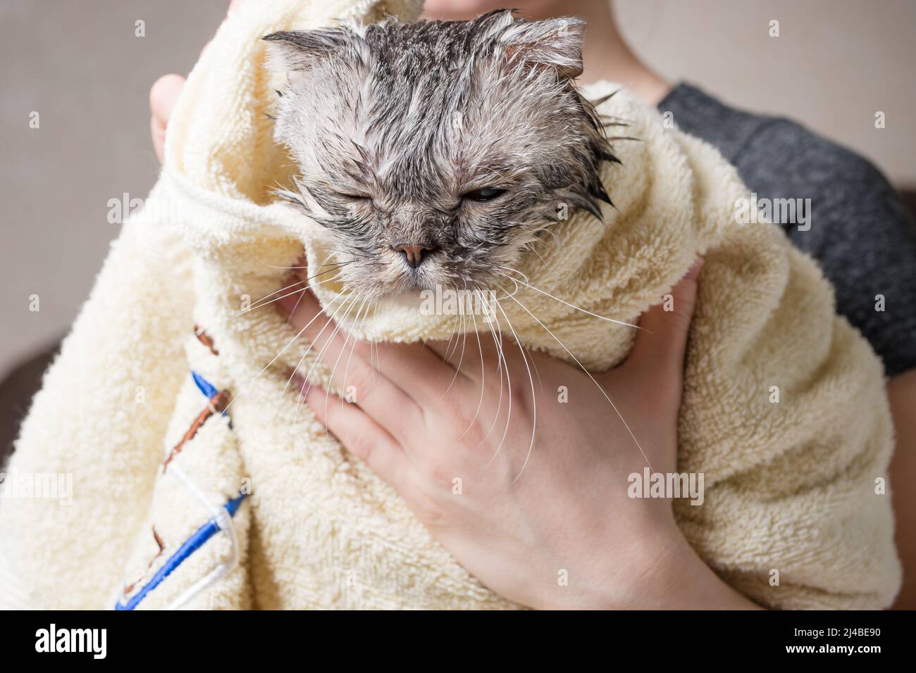 Wiping the cat with a towel, after bathing Stock Photo - Alamy