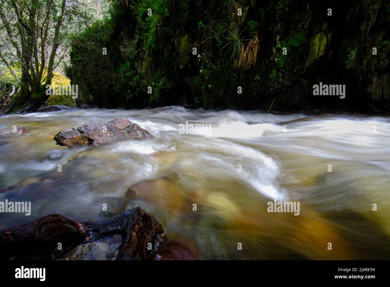 Beautiful landscape of inter-Andean forest where a stream of water runs ...