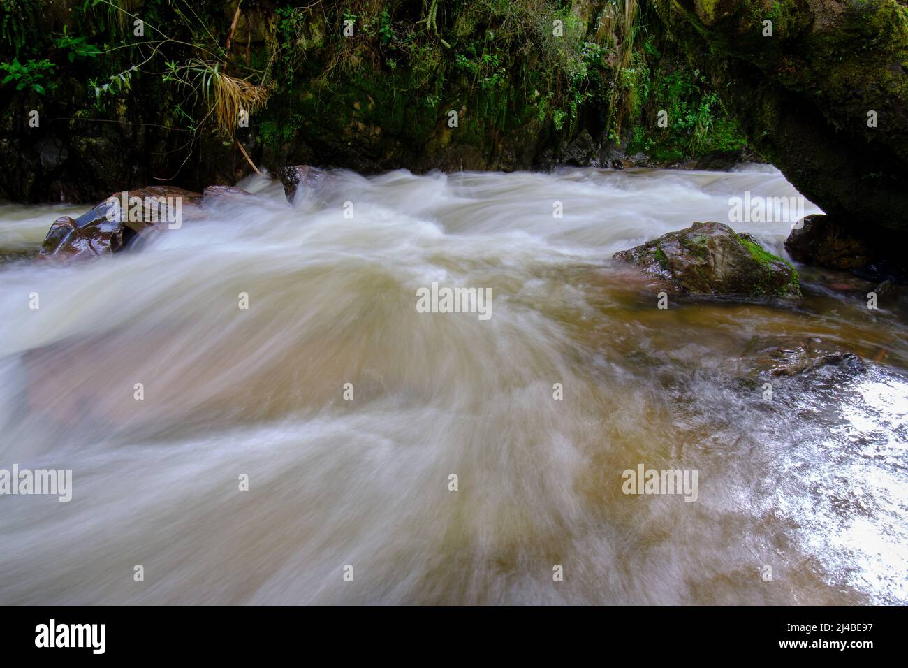 Beautiful landscape of inter-Andean forest where a stream of water runs ...