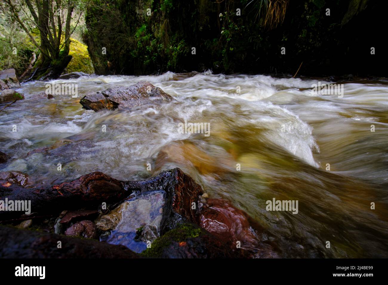 Beautiful landscape of inter-Andean forest where a stream of water runs ...