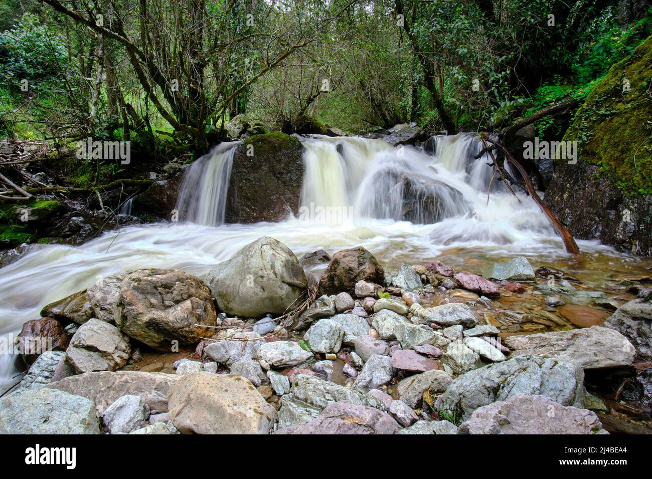 Beautiful landscape of inter-Andean forest where a stream of water runs ...