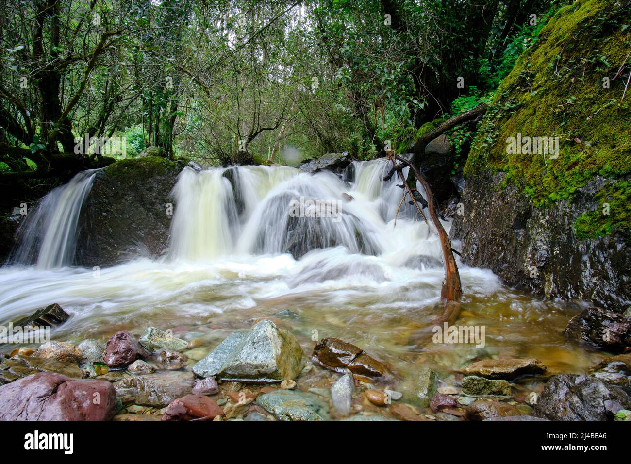 Beautiful landscape of inter-Andean forest where a stream of water runs ...