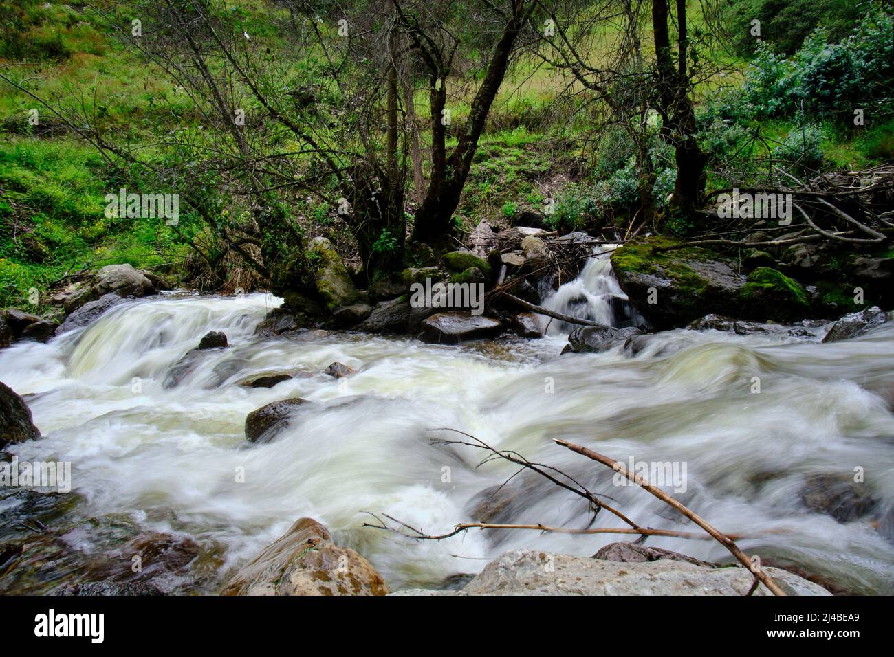 Beautiful landscape of inter-Andean forest where a stream of water runs ...