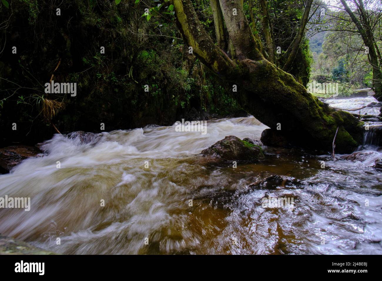Beautiful landscape of inter-Andean forest where a stream of water runs ...