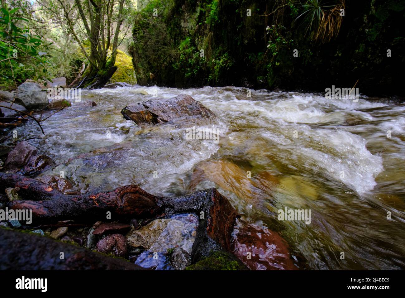 Beautiful landscape of inter-Andean forest where a stream of water runs ...