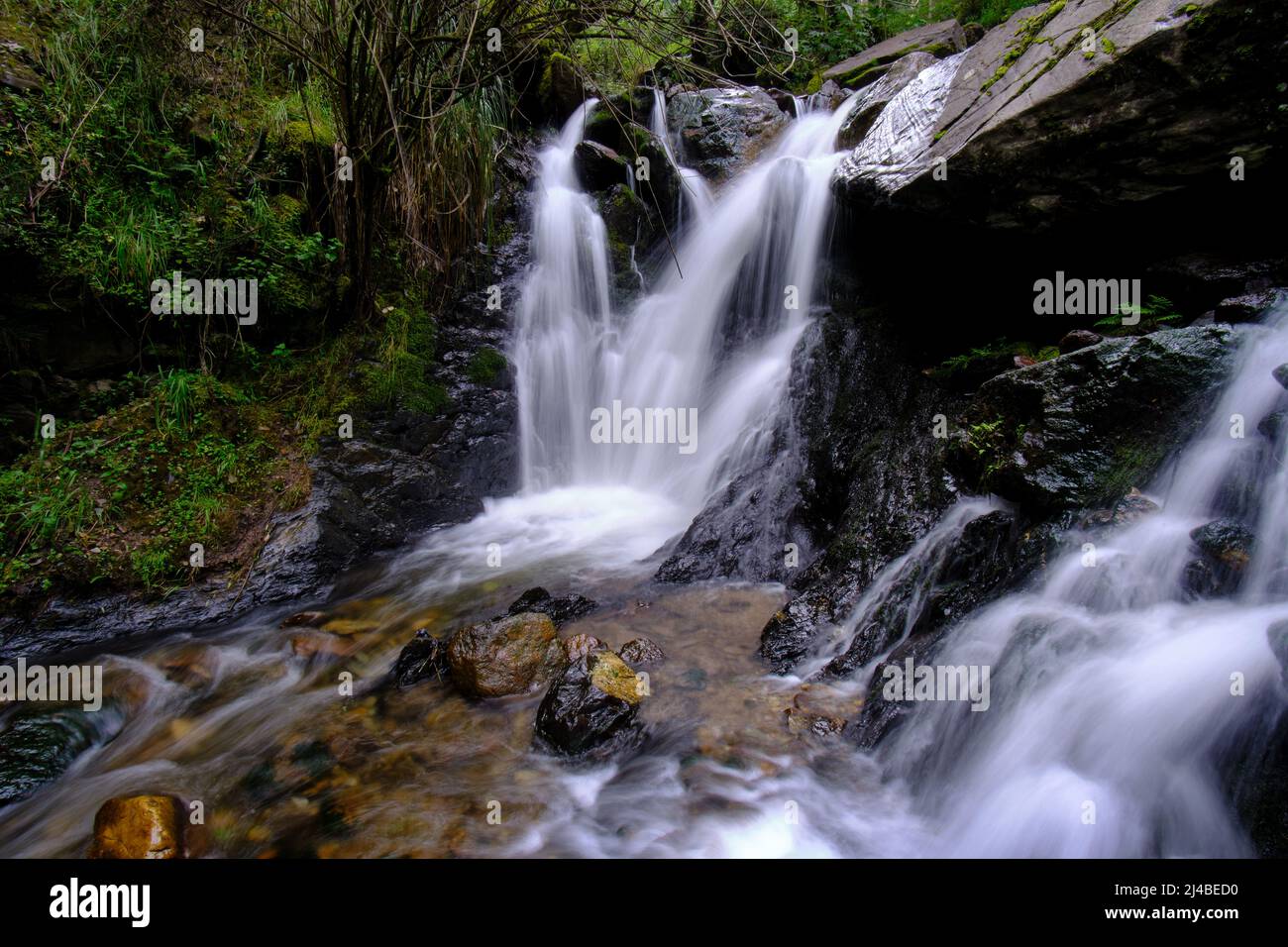 Beautiful landscape of inter-Andean forest where a stream of water runs ...